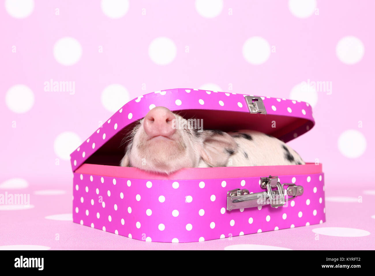 Domestic Pig, Turopolje x ?. Piglet (3 weeks old) sleeping in a pink ...