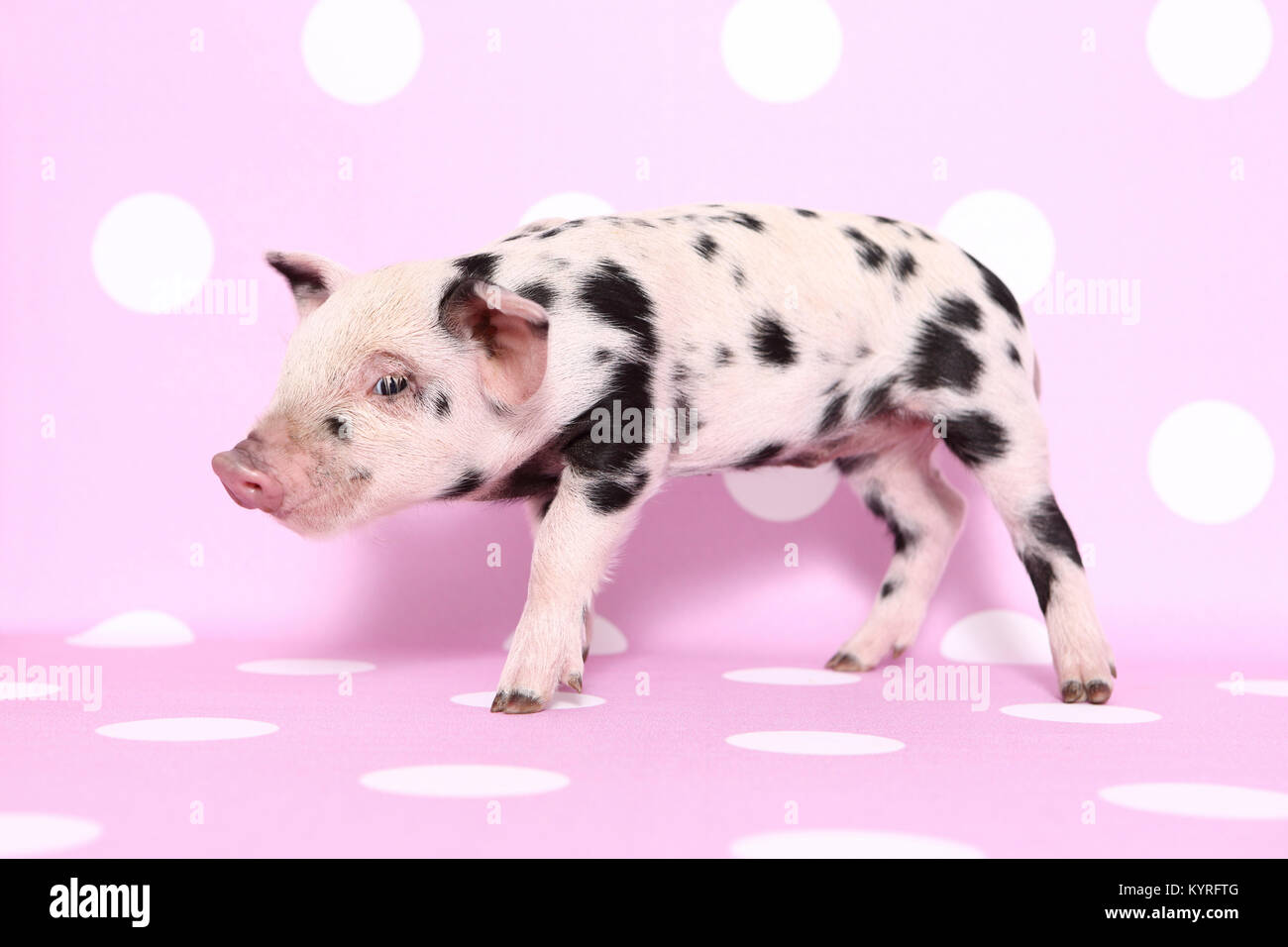 Domestic Pig, Turopolje x ?. Piglet (3 weeks old) standing. Studio ...
