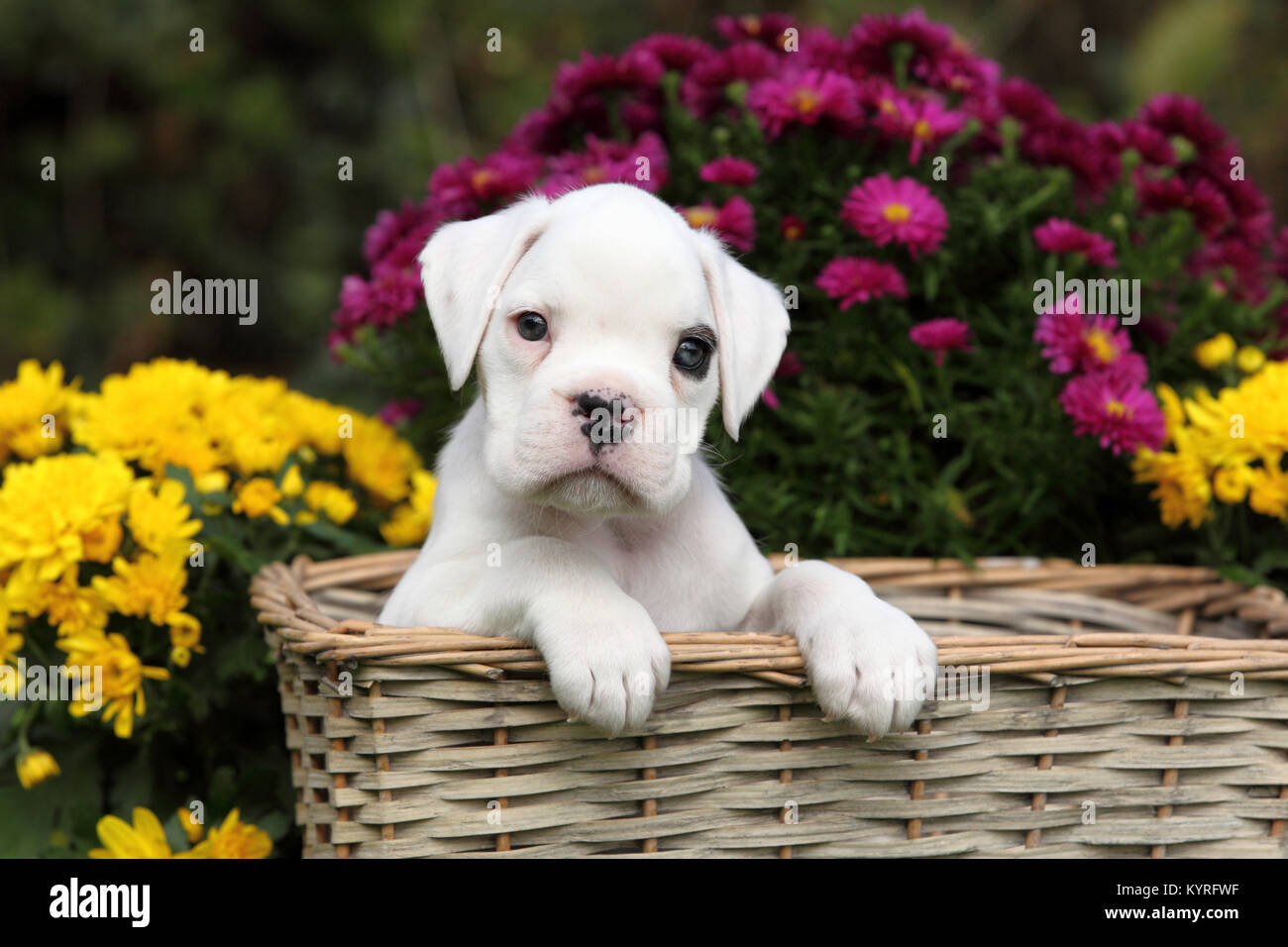 German Boxer. White puppy (6 weeks old) in a wicker basket next to ...