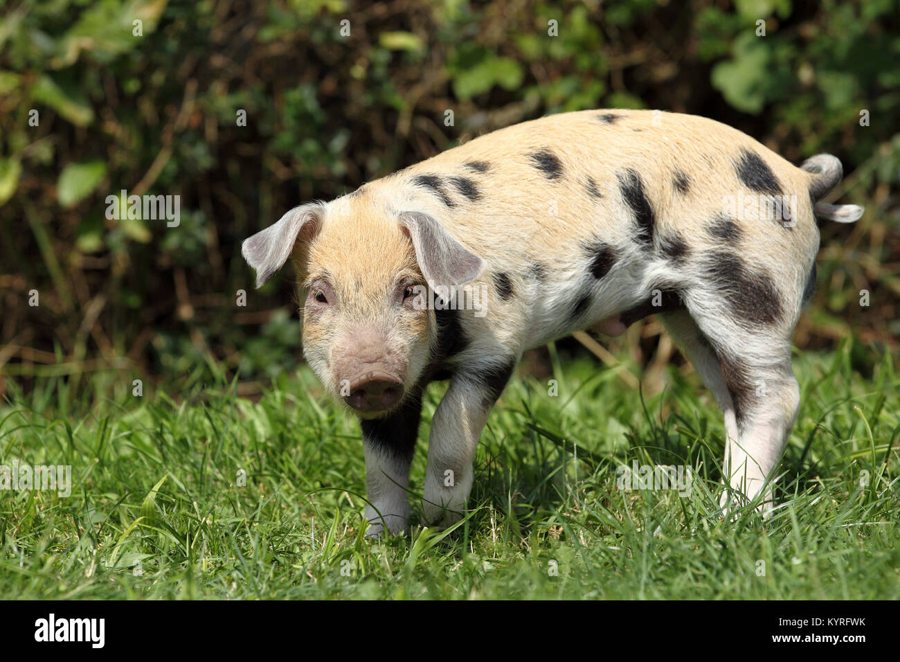 Domestic Pig, Turopolje x ?. Piglet (3 weeks old) walking on a meadow ...