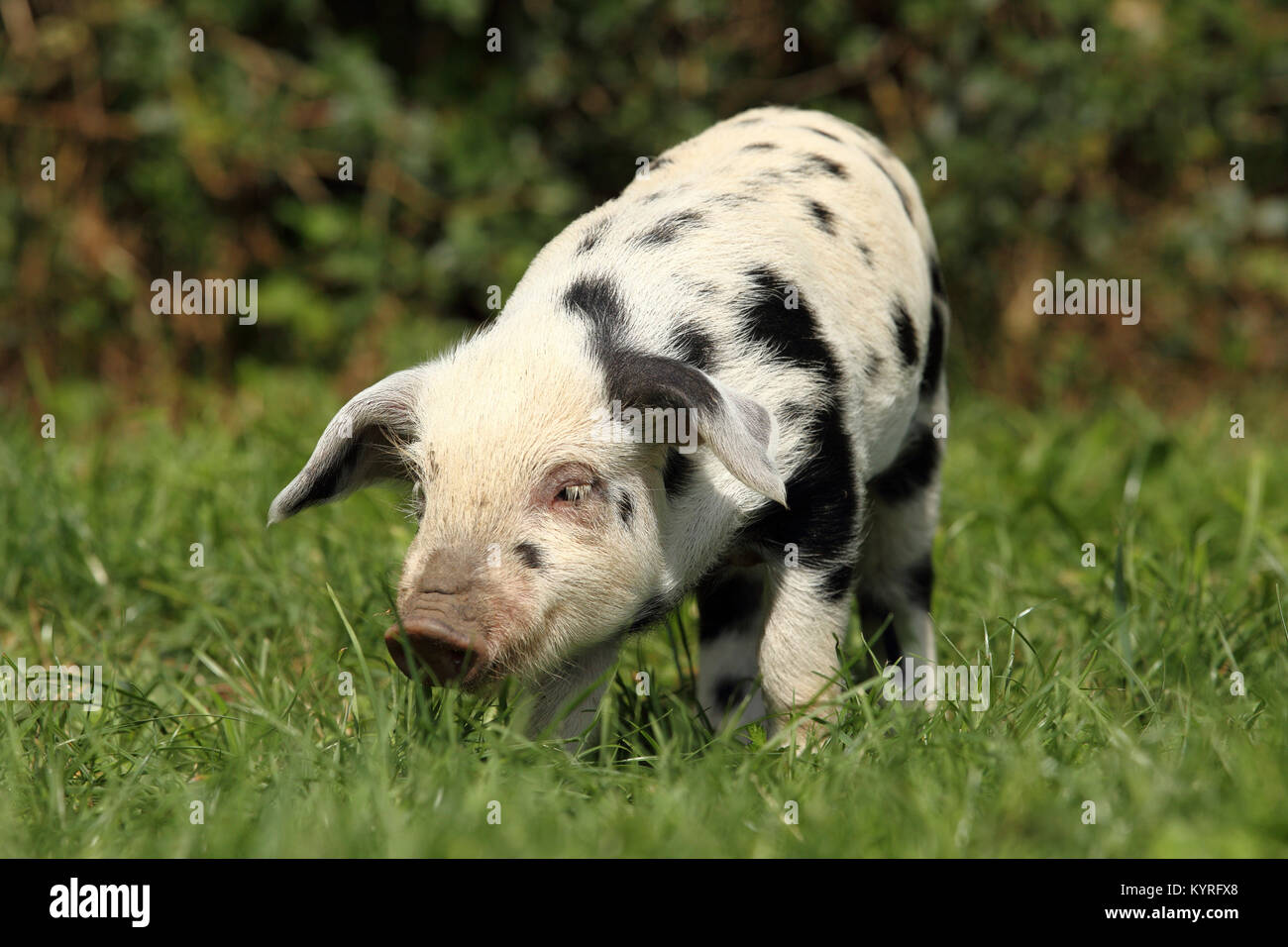 Pig Standing High Resolution Stock Photography and Images - Alamy