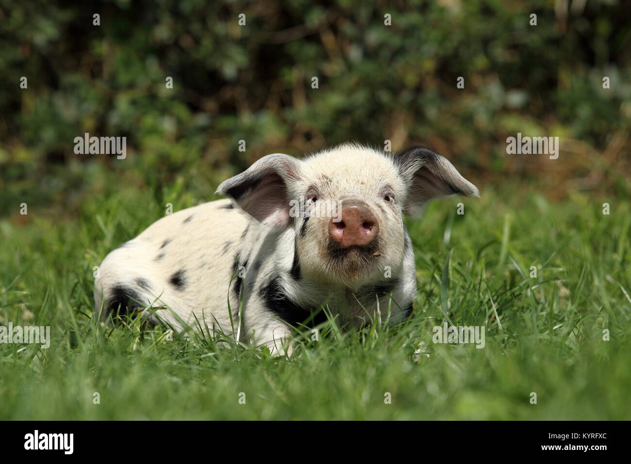 Domestic Pig, Turopolje x ?. Piglet (3 weeks old) lying on a meadow ...