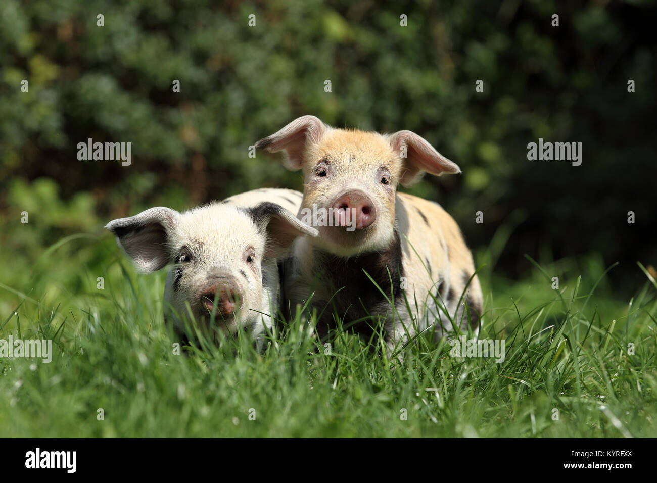 Domestic Pig, Turopolje x ?. Two piglets (3 weeks old) standing on a ...