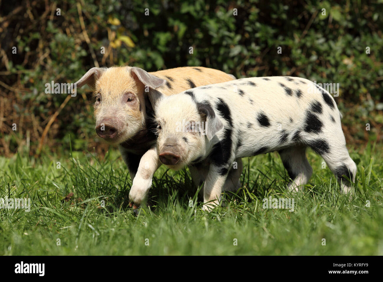 Domestic Pig, Turopolje x ?. Two piglets (3 weeks old) walking on a ...
