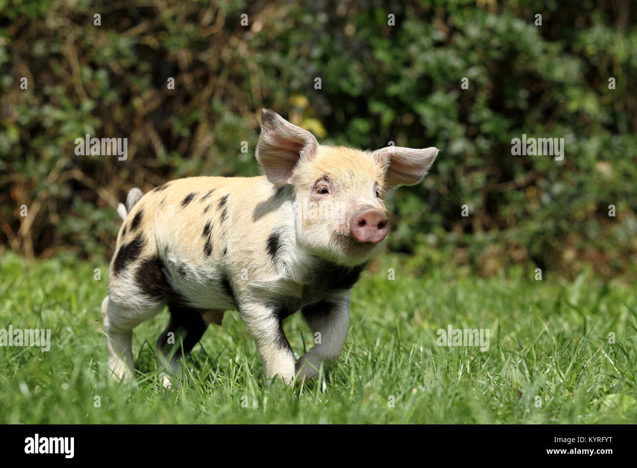 Domestic Pig, Turopolje x ?. Piglet (3 weeks old) trotting on a meadow ...