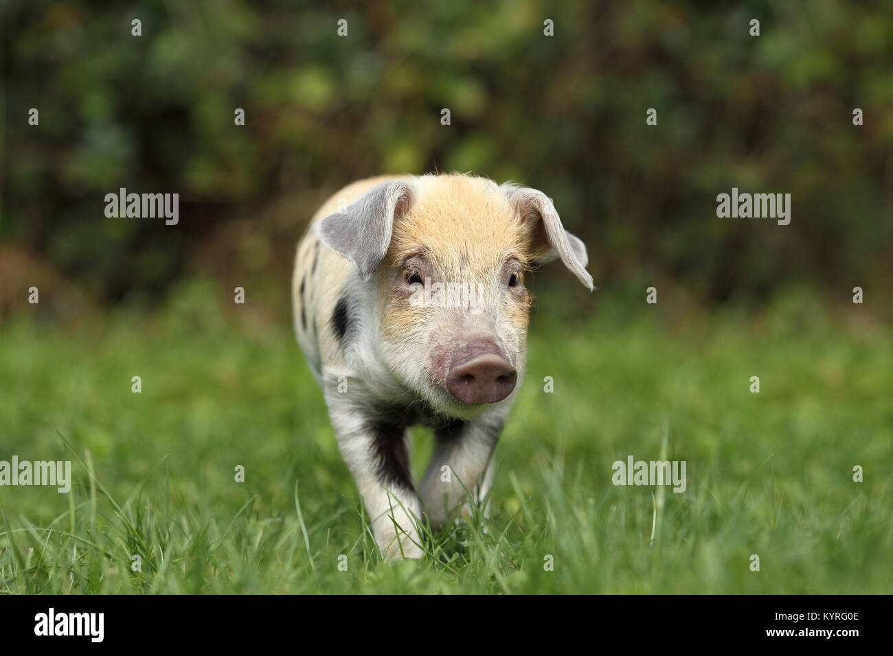 Turopolje piglet weeks old walking on germany hi-res stock photography ...