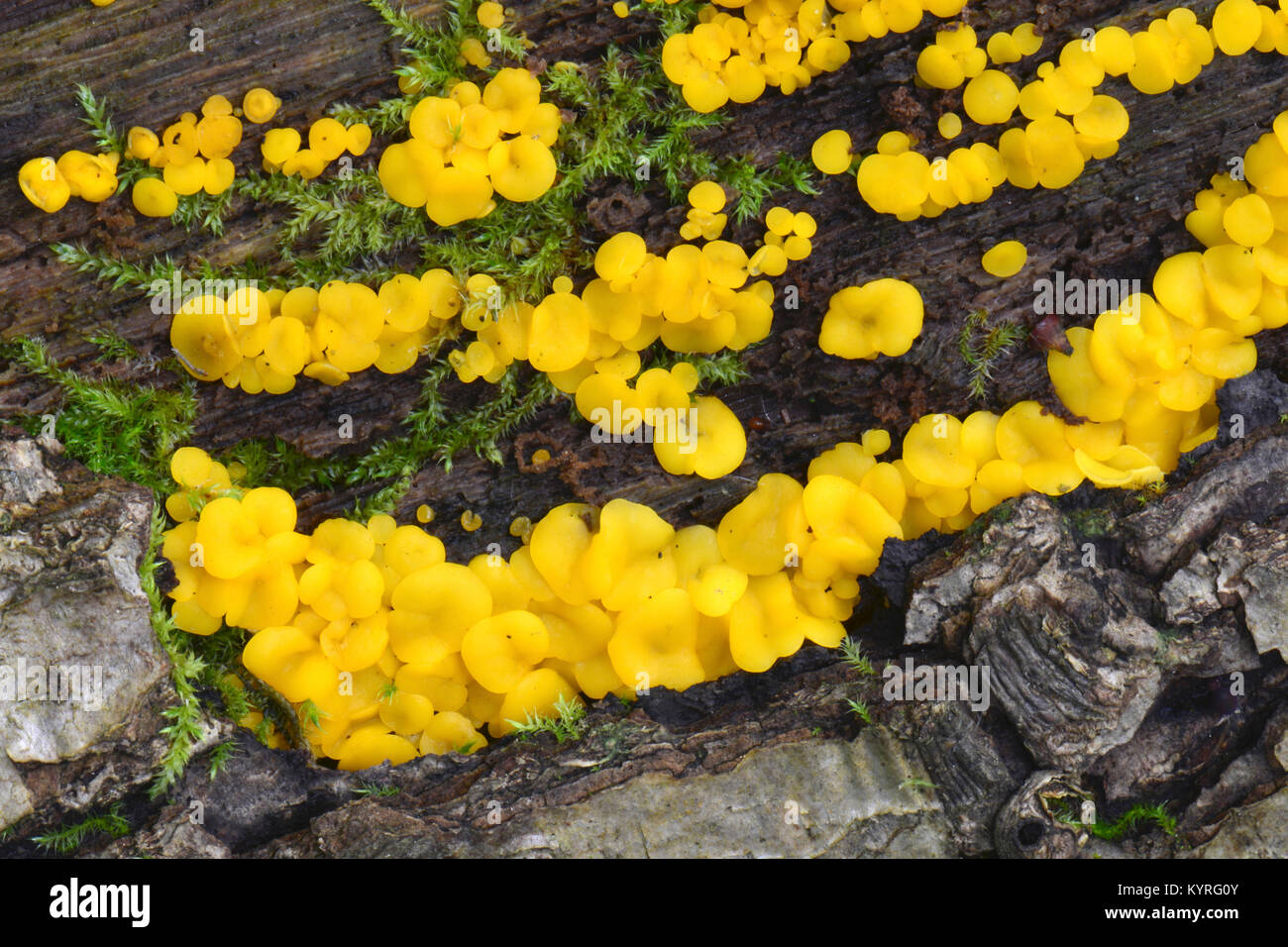 Yelow Fairy Cups, lemon discos(Bisporella citrina Stock Photo - Alamy