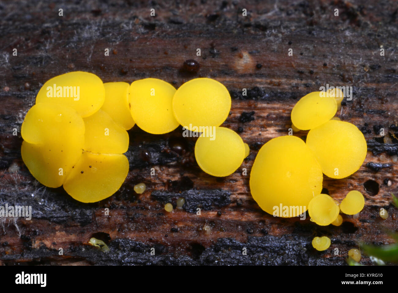 Lemon discos bisporella citrina hi-res stock photography and images - Alamy