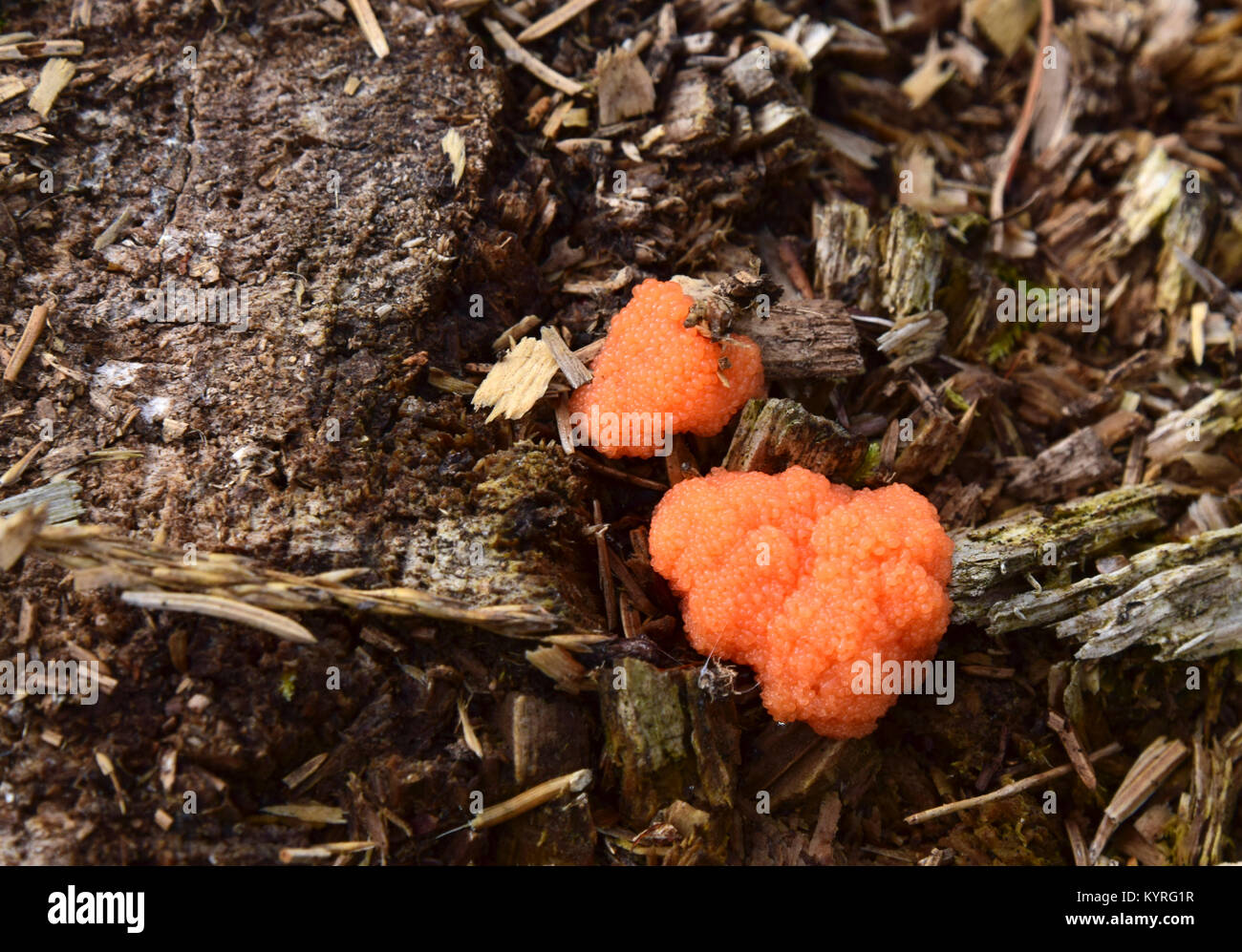 Common jellyspot (Dacrymyces stillatus Stock Photo - Alamy