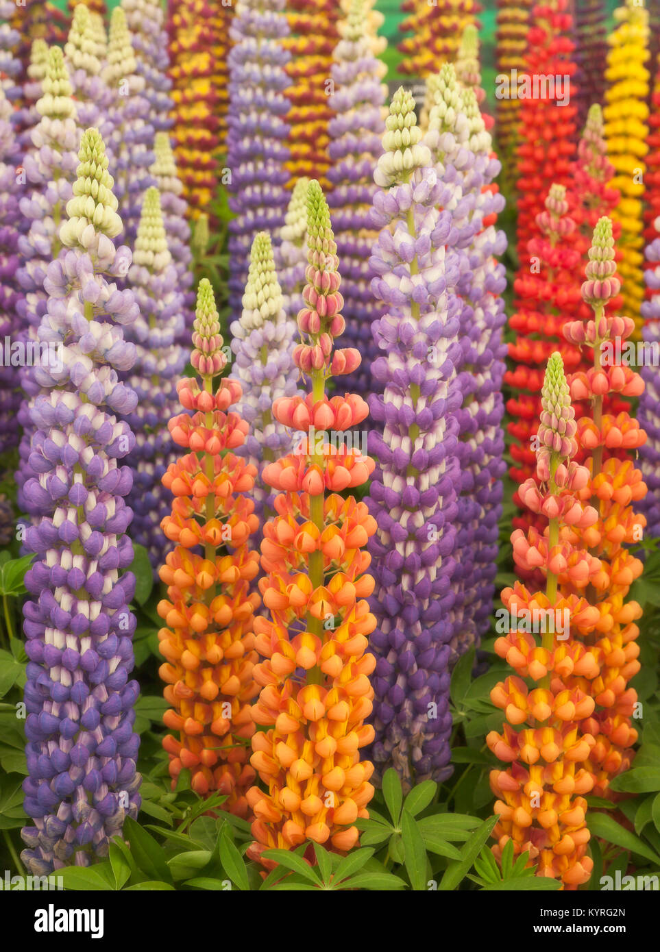 Colorful lupin flowers hi-res stock photography and images - Alamy