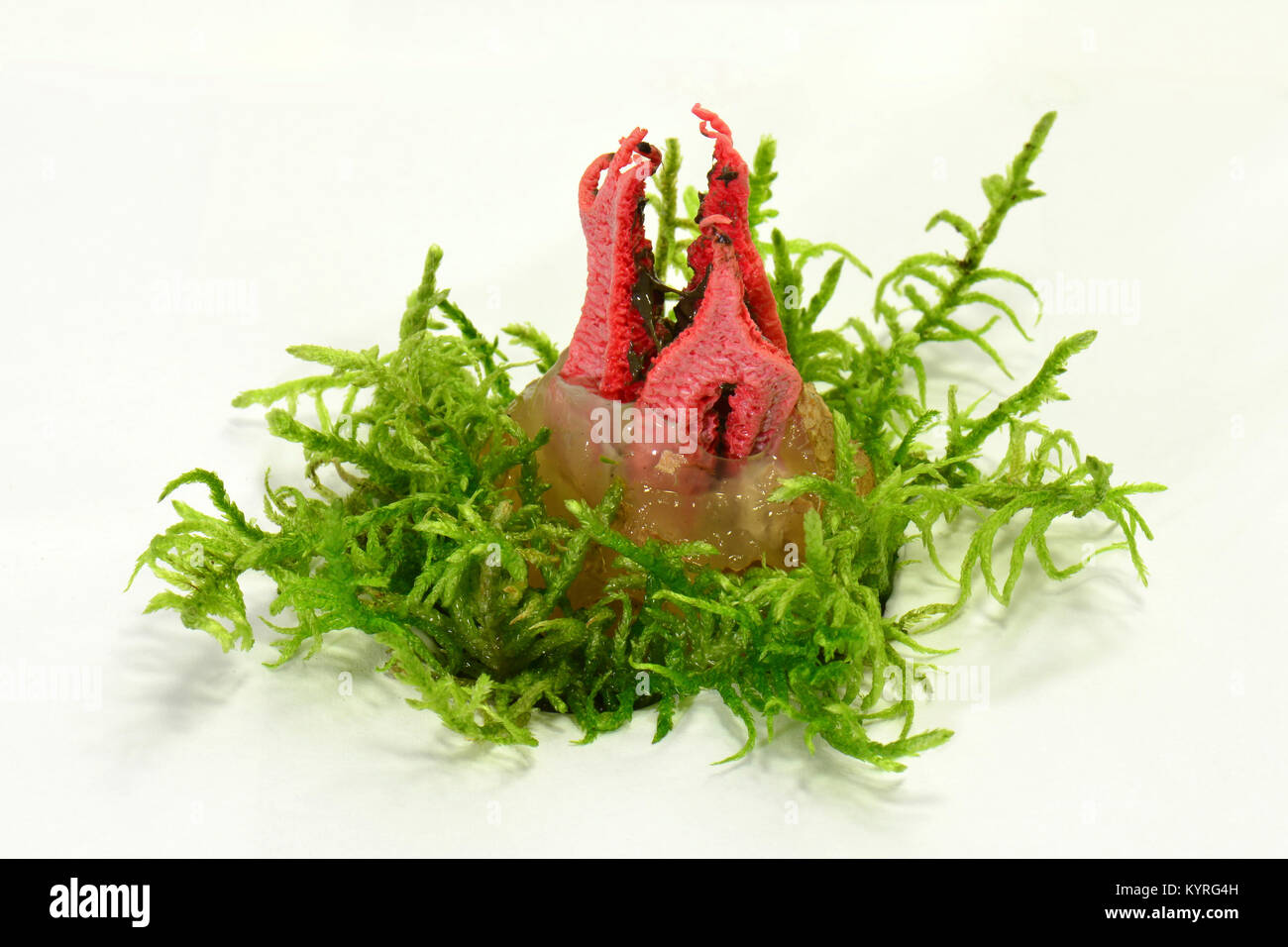Octopus Stinkhorn, Giant Stinkhorn (Clathrus archeri, Anthurus archeri ...