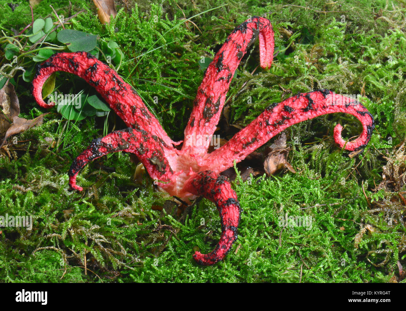 Octopus stinkhorn hi-res stock photography and images - Alamy