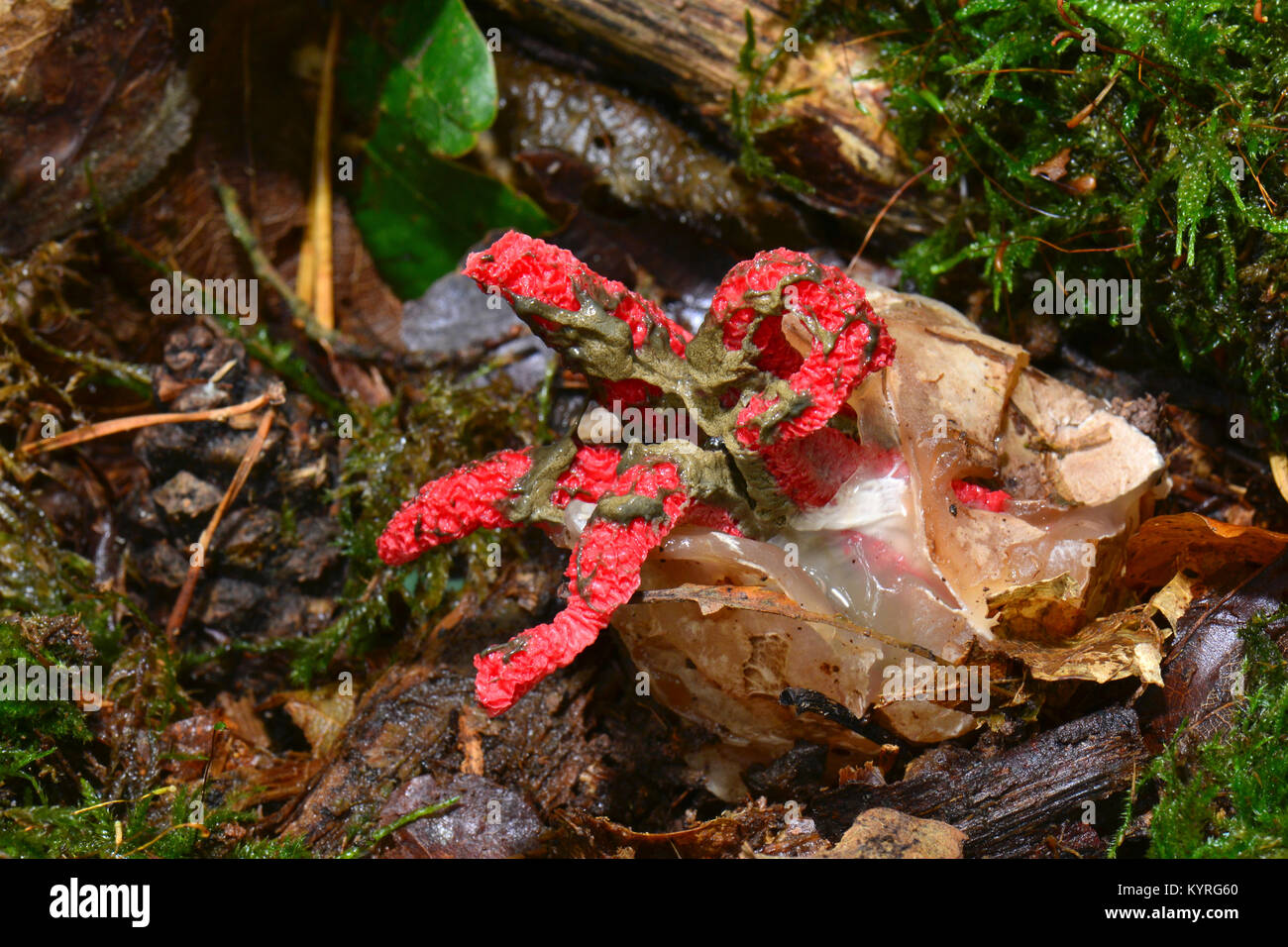 Octopus Stinkhorn, Giant Stinkhorn (Clathrus archeri, Anthurus archeri ...