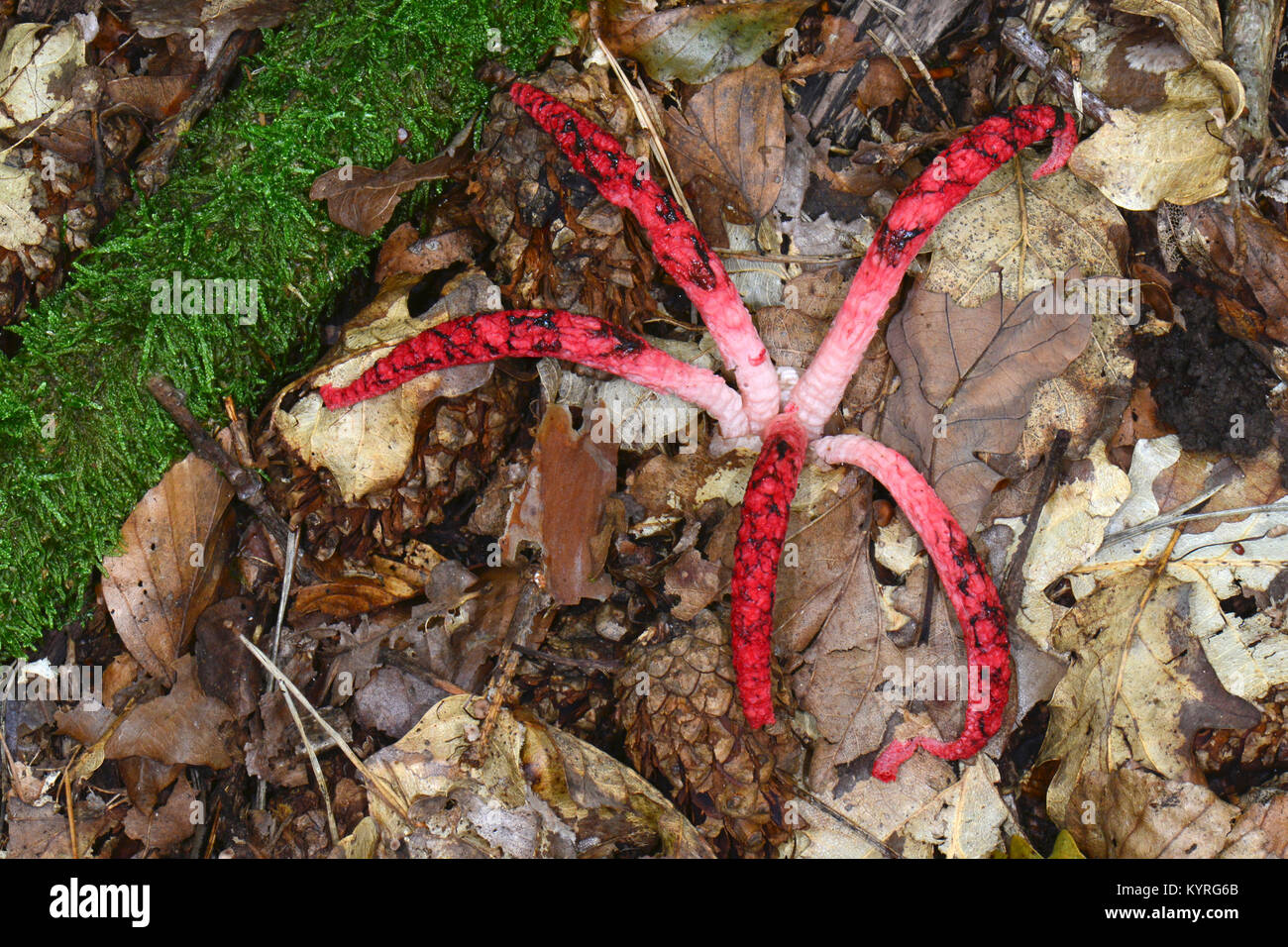 Octopus Stinkhorn, Giant Stinkhorn (Clathrus archeri, Anthurus archeri ...