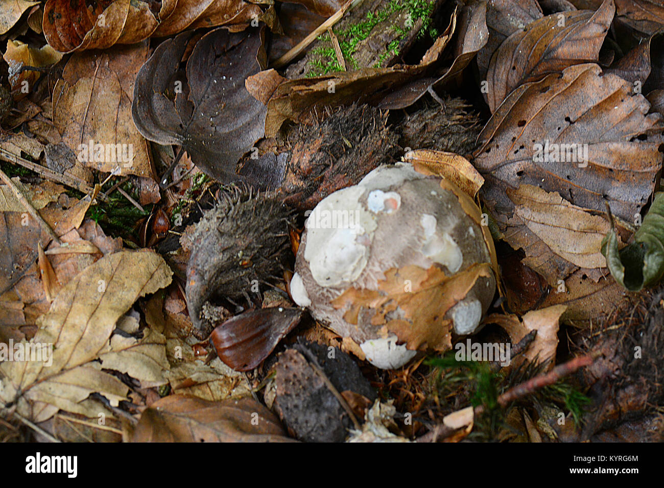 Octopus Stinkhorn, Giant Stinkhorn (Clathrus archeri, Anthurus archeri ...