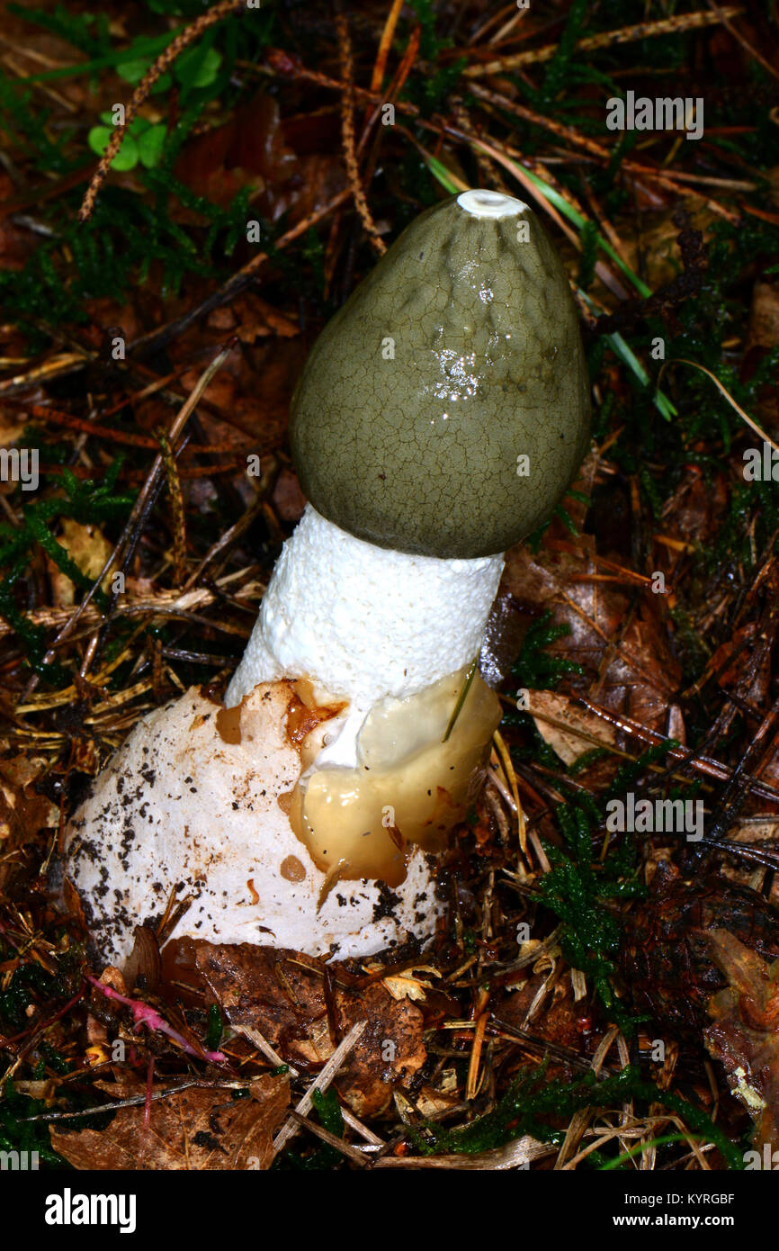 Stinkhorn egg hi-res stock photography and images - Alamy