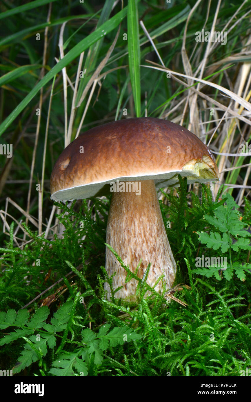 King Bolete, Porcini (Boletus edulis). Fruiting body on the forest ...
