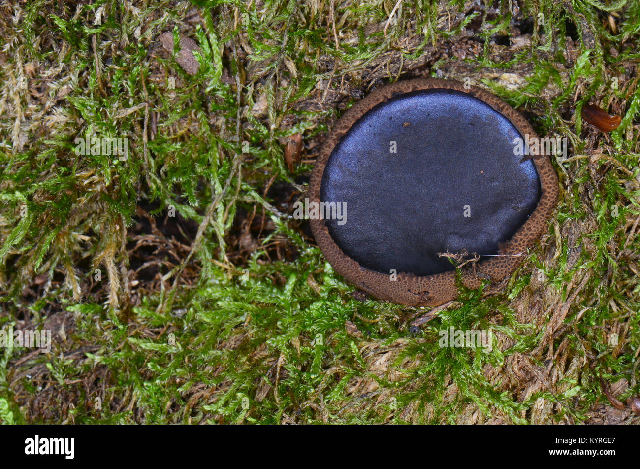Black Bulgar (Bulgaria inquinans). Fungus growing on a log of dead Oak ...