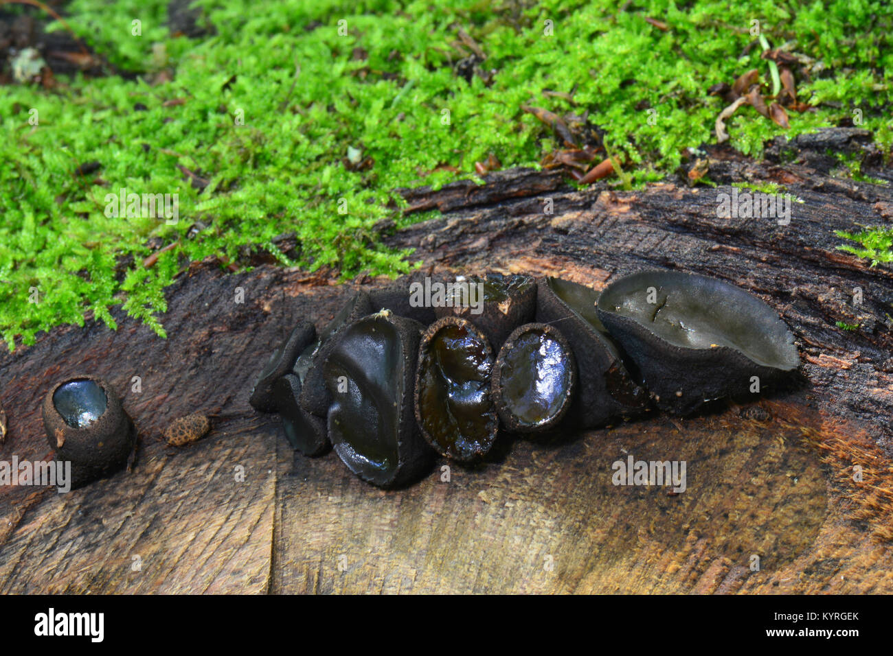 Black Bulgar (Bulgaria inquinans). Fungus growing on a log of dead Oak ...