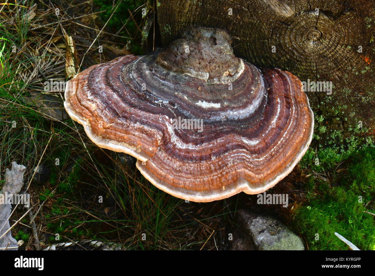 Red Banded Polypore (Fomitopsis pinicola), the couloured rings showing ...