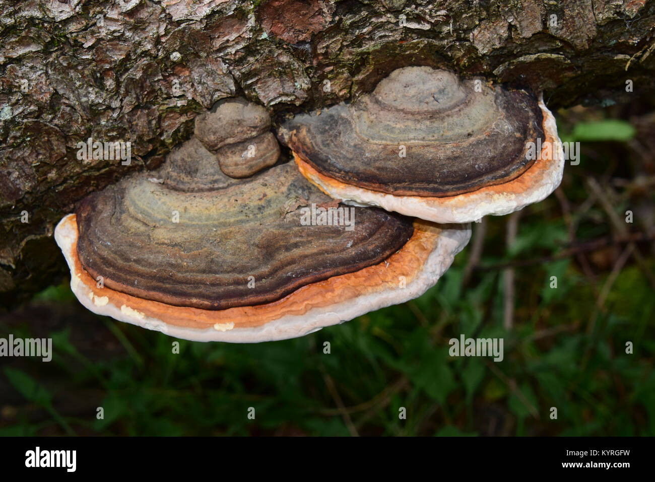 Red Banded Polypore (Fomitopsis pinicola), the couloured rings showing ...