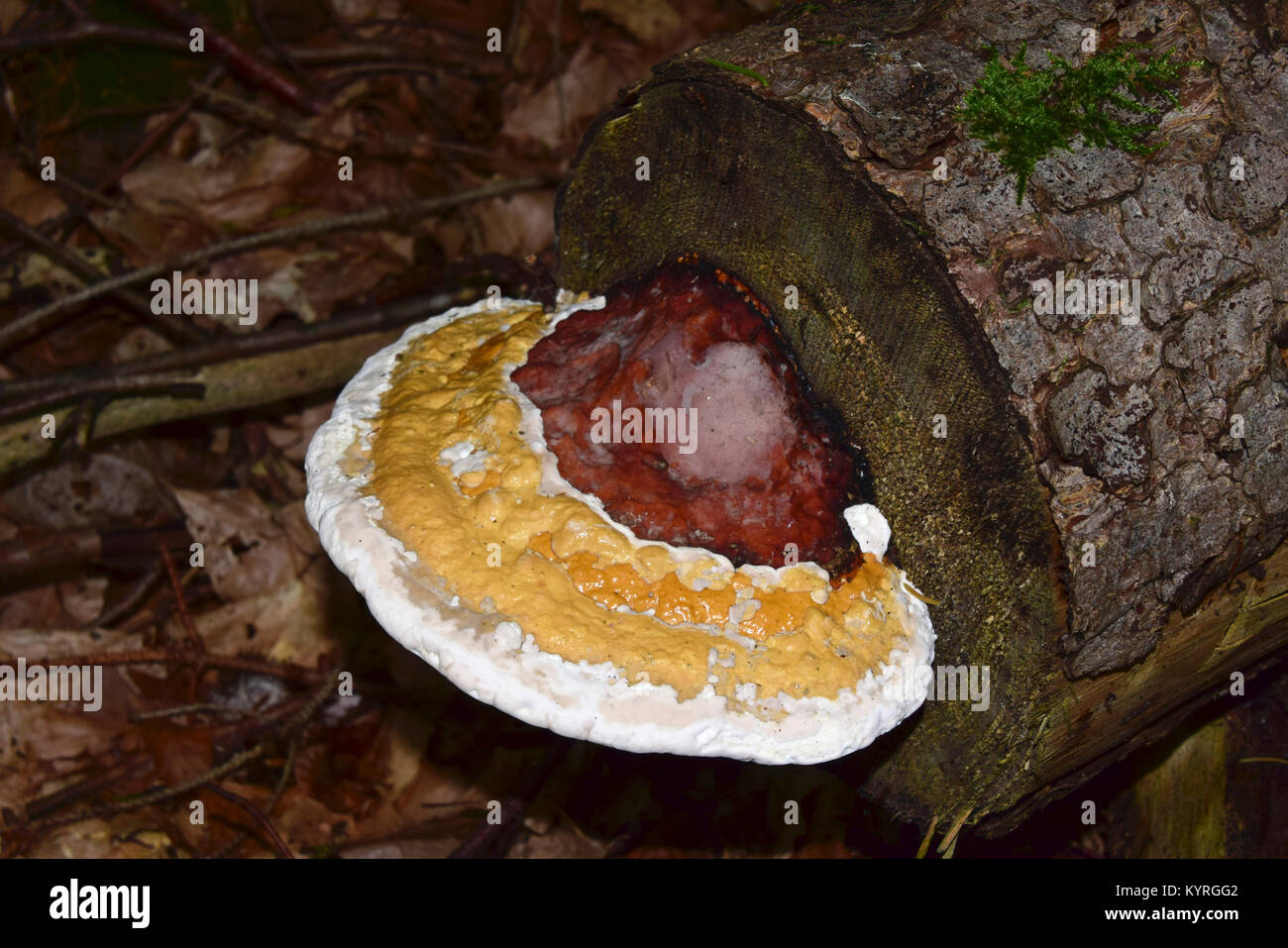 Red Banded Polypore (Fomitopsis pinicola), the couloured rings showing ...