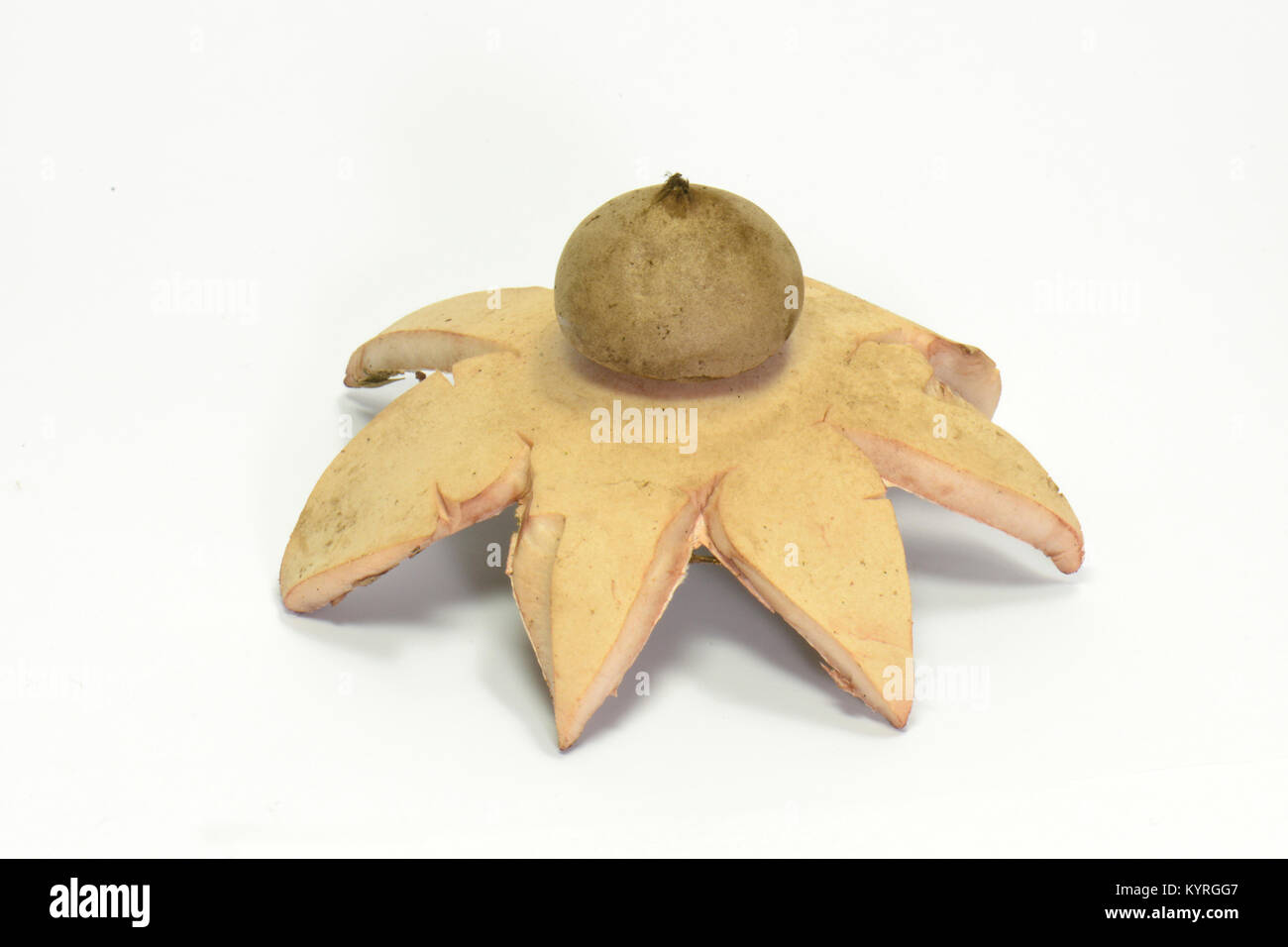 Rosy Earthstar (Geastrum rufescens) in the final stadium the starlike ...