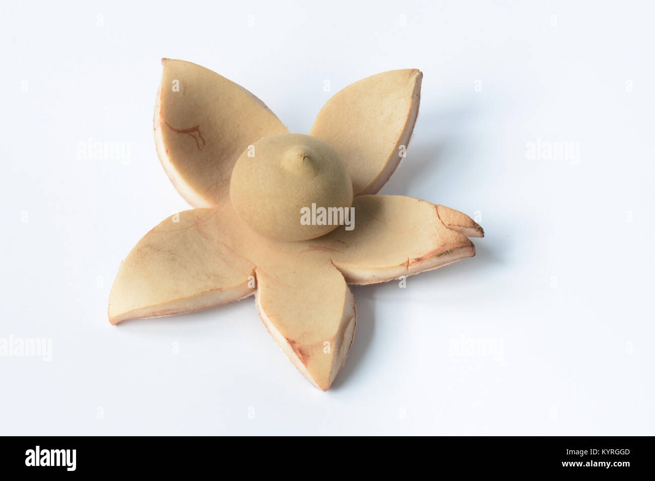 Rosy Earthstar (Geastrum rufescens) the about 2 mm thick outer mantle ...