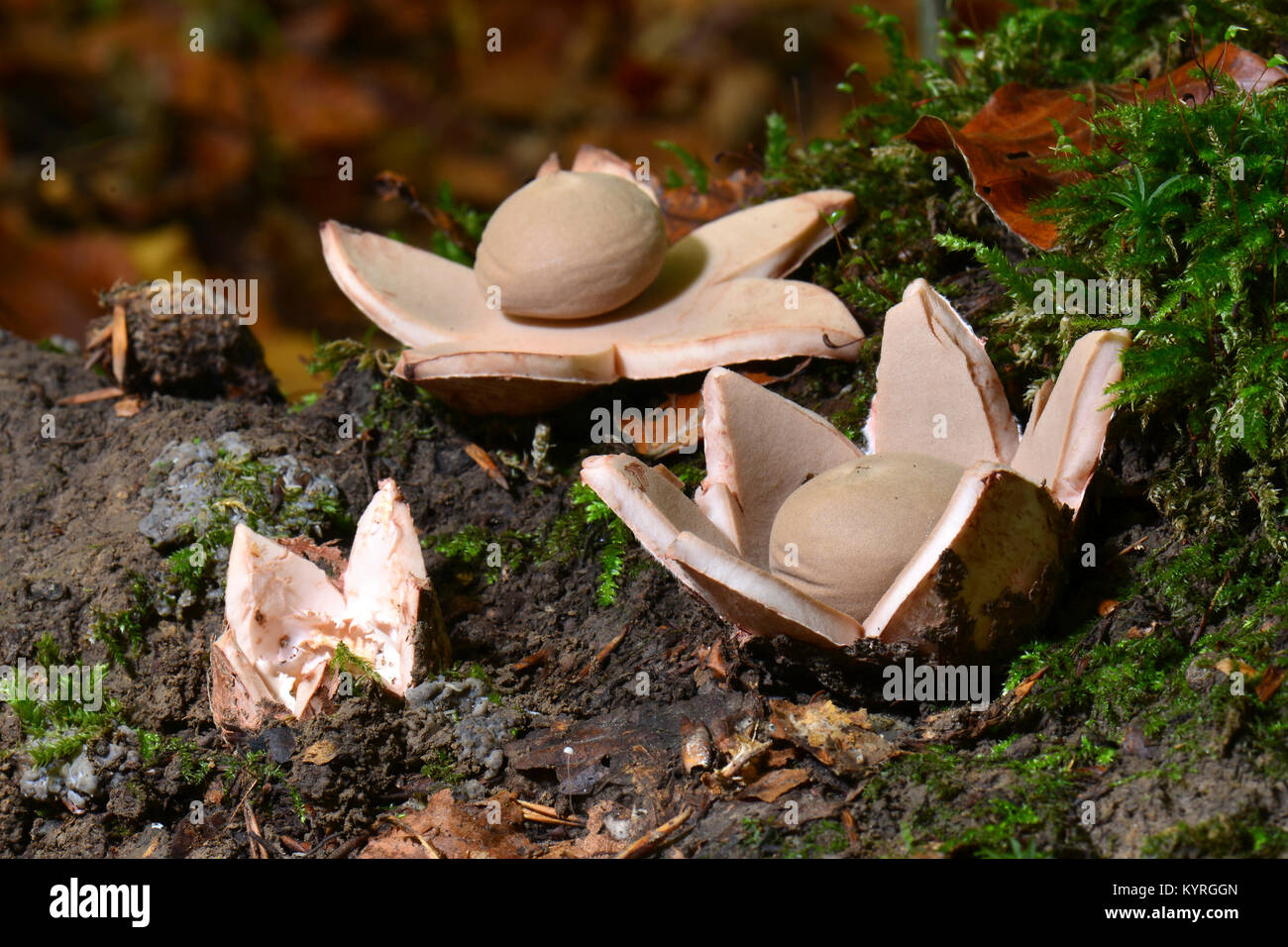 Rosy earthstar hi-res stock photography and images - Alamy