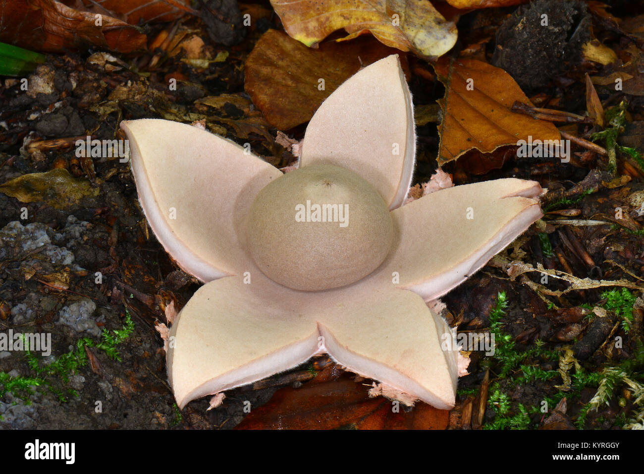 Rosy Earthstar (Geastrum rufescens) the about 2 mm thick outer mantle ...