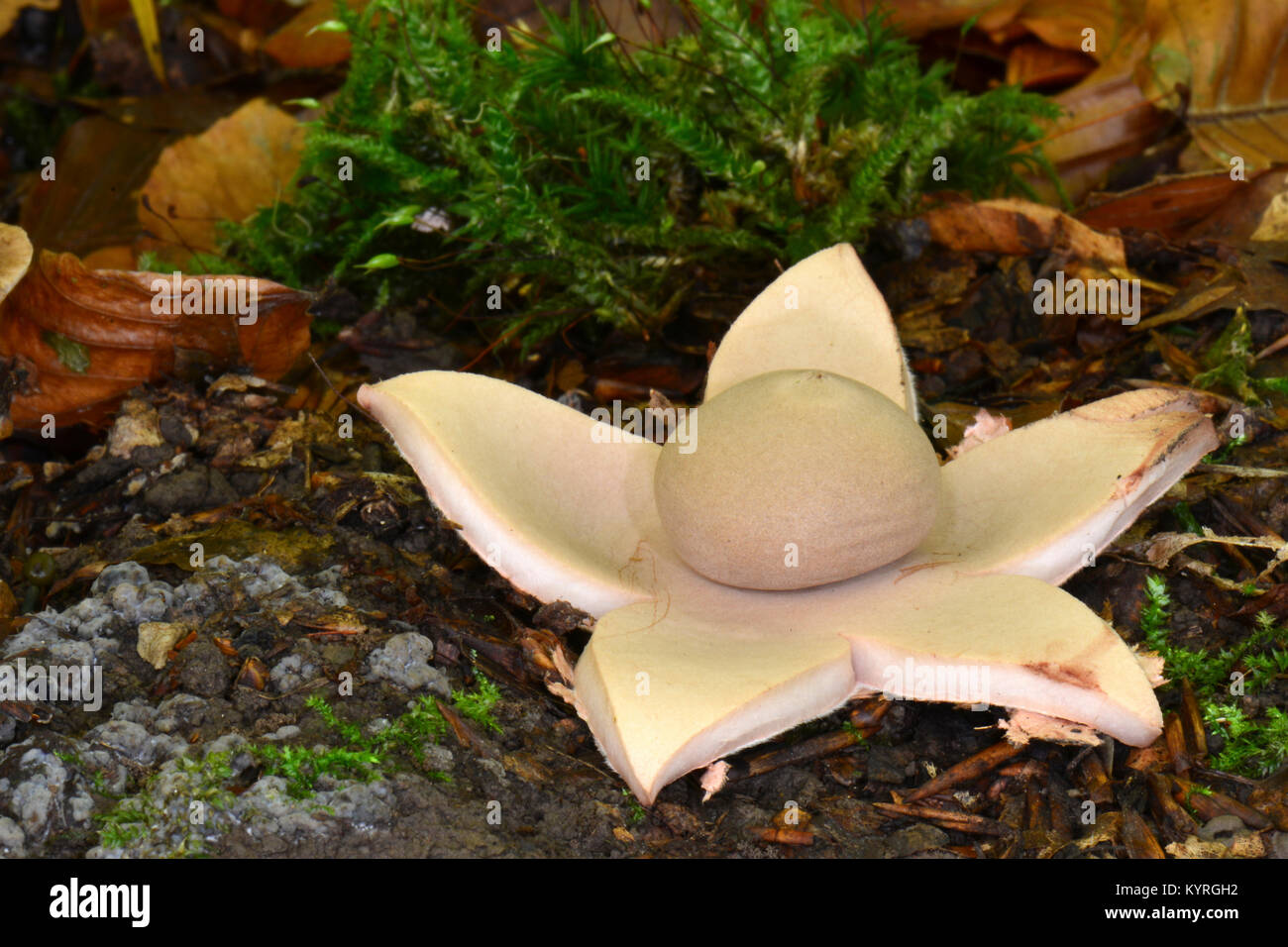 Rosy earthstar hi-res stock photography and images - Alamy