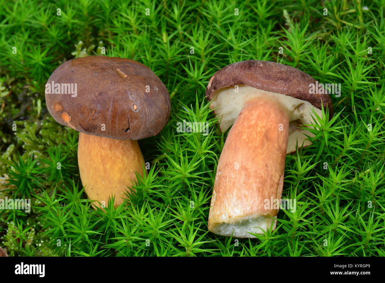 Bay Bolete (Boletus badius, Xerocomus badius Stock Photo - Alamy