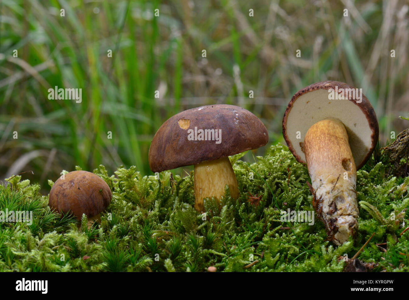 Bay Bolete (Boletus badius, Xerocomus badius Stock Photo - Alamy
