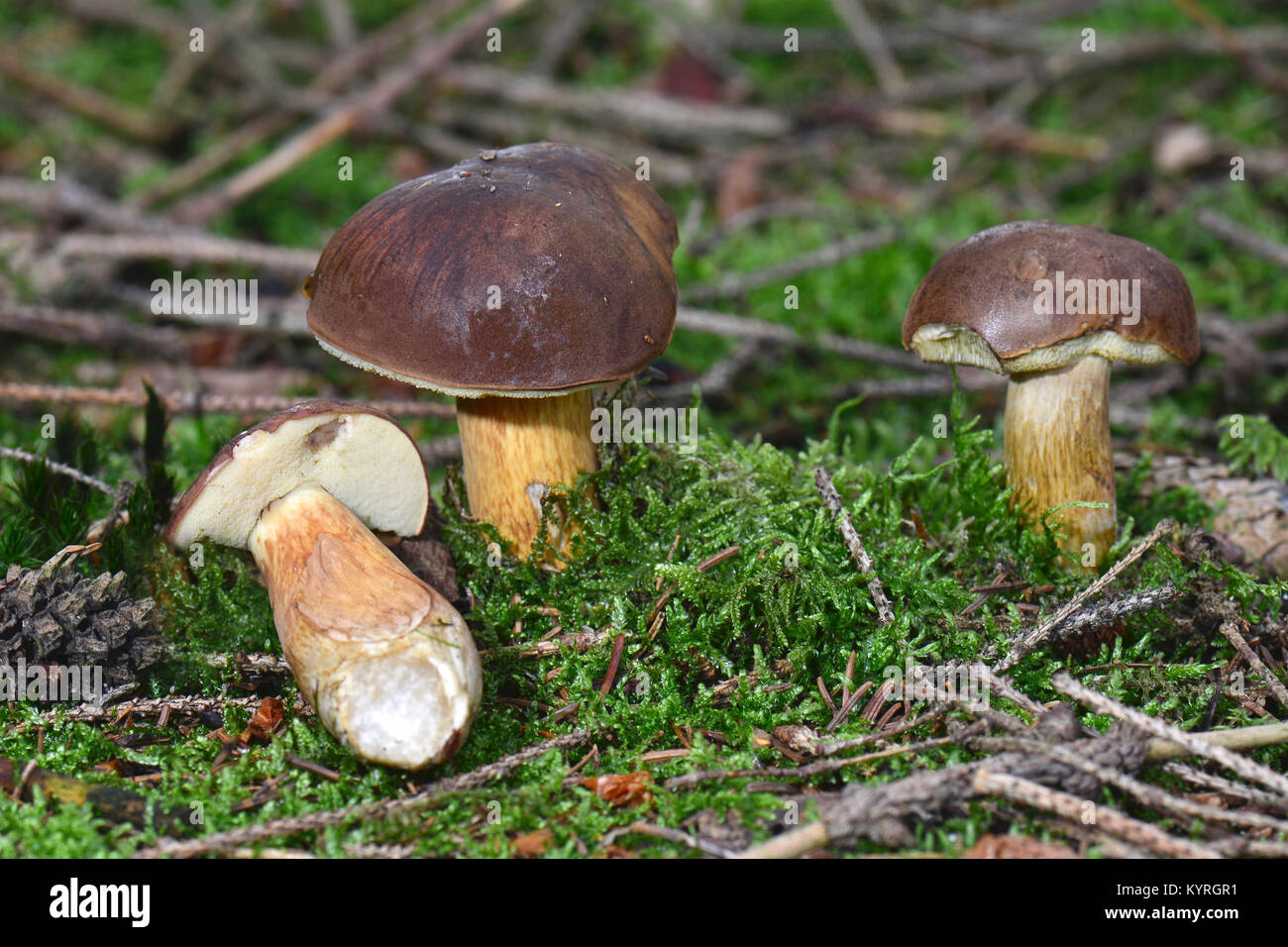 Boletus badius hi-res stock photography and images - Alamy