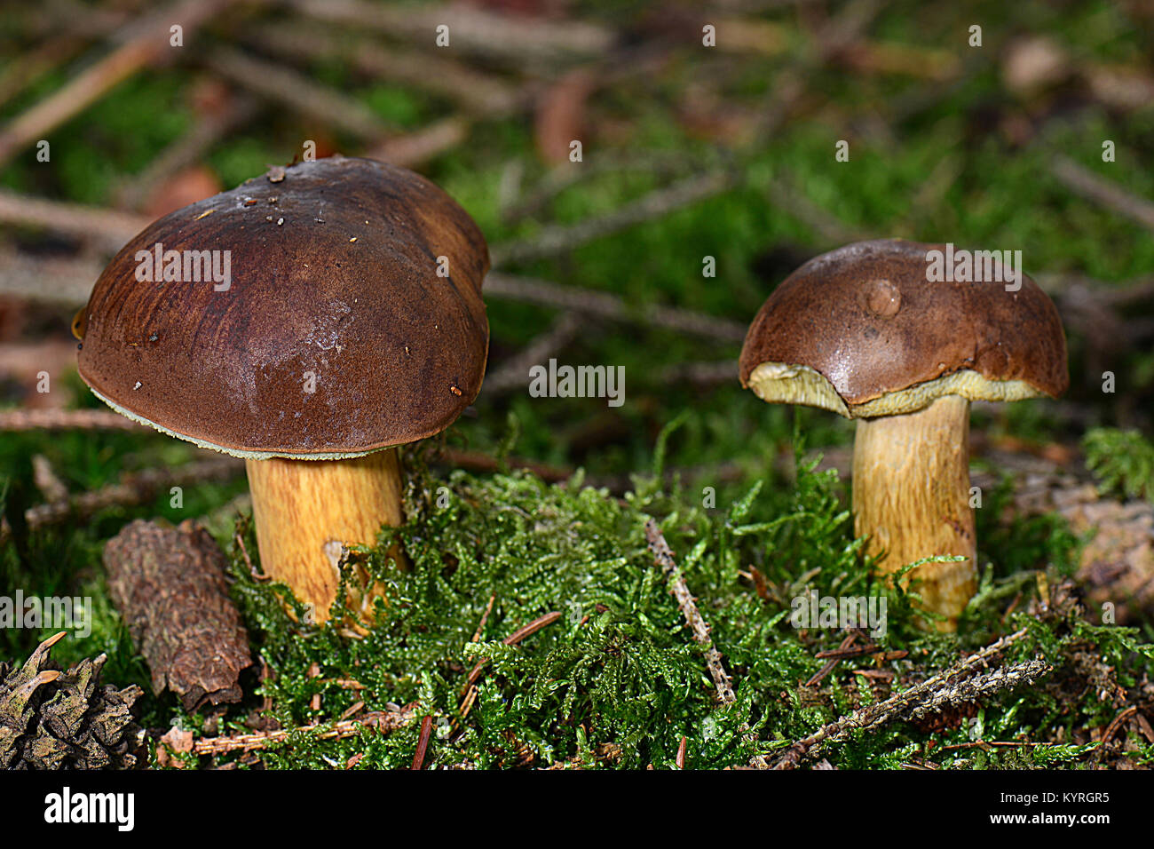 Bay Bolete (Boletus badius, Xerocomus badius Stock Photo - Alamy