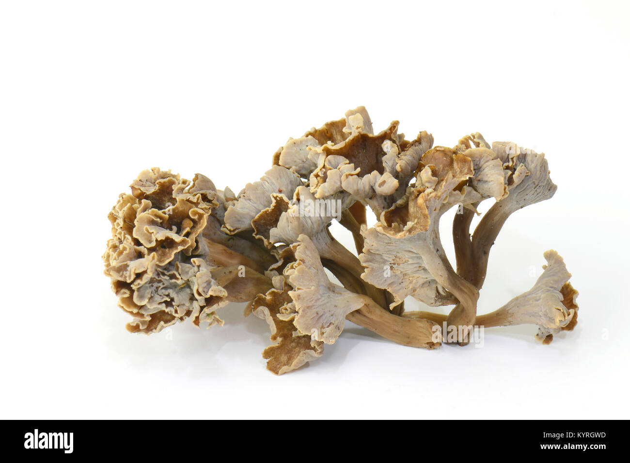 Sinuous plant hi-res stock photography and images - Alamy