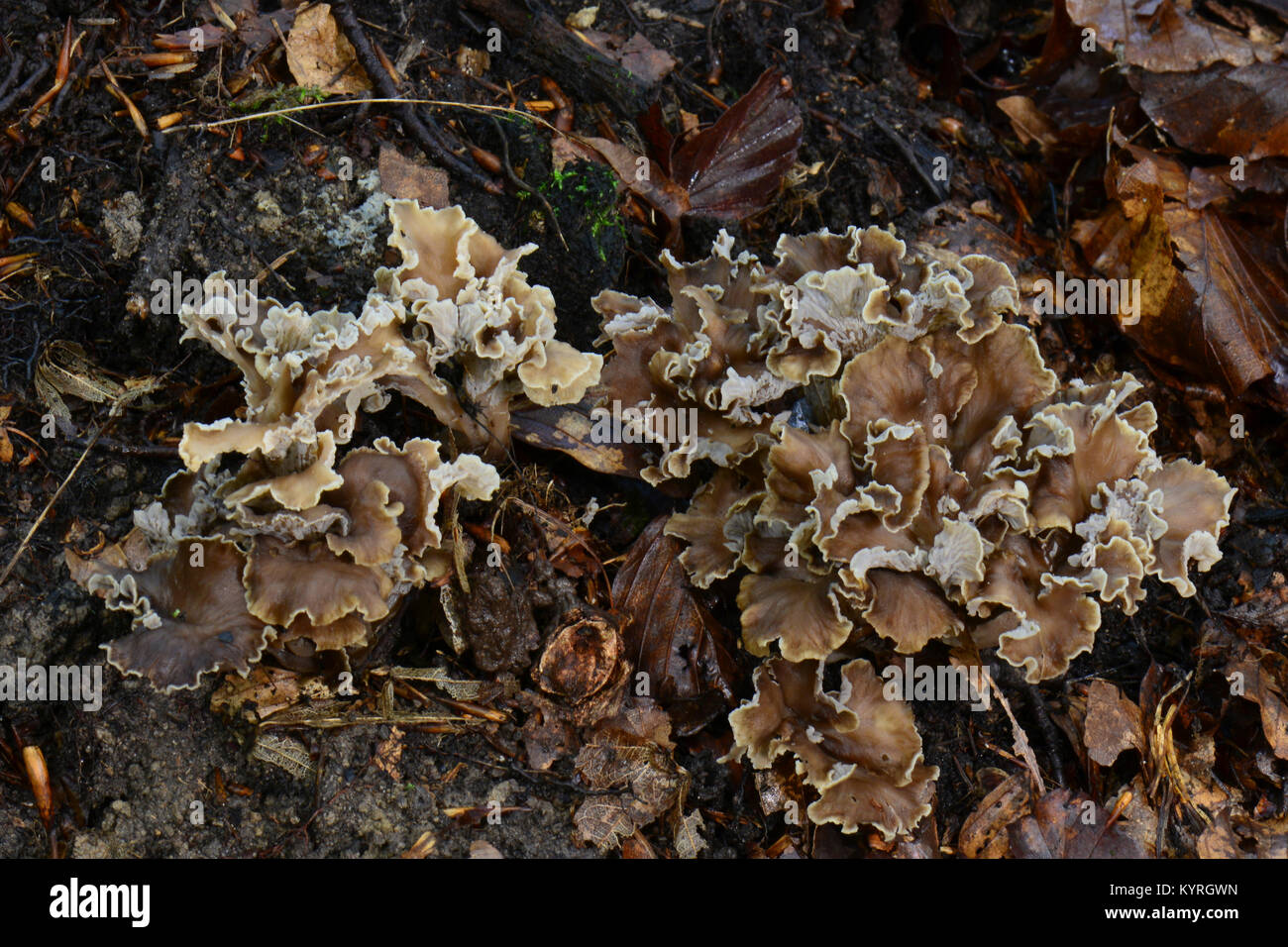 Sinuous plant hi-res stock photography and images - Alamy
