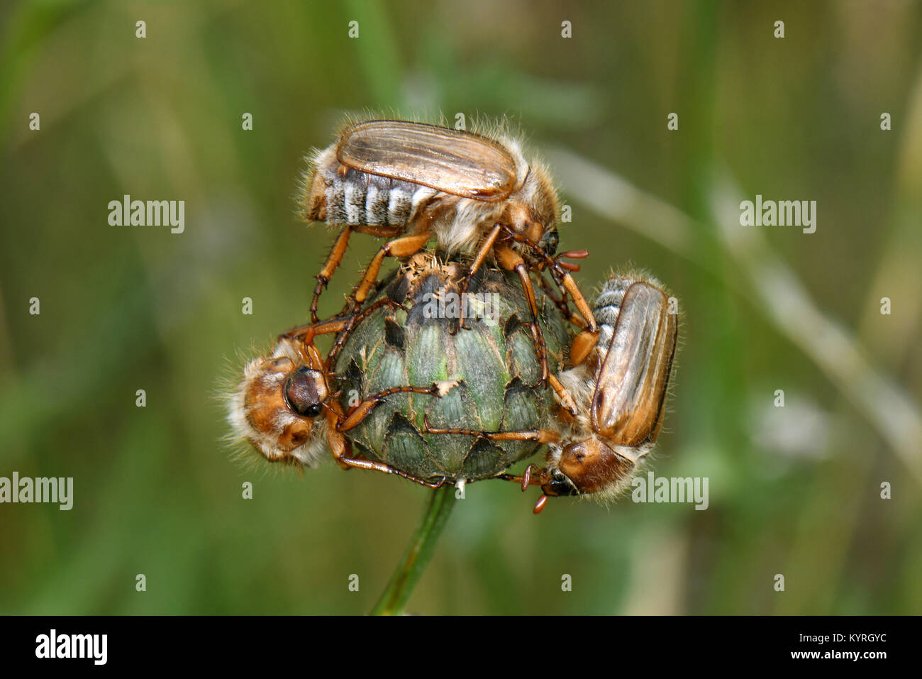Summer Chafer, European June Beetle (Amphimallon solstitiale) three ...