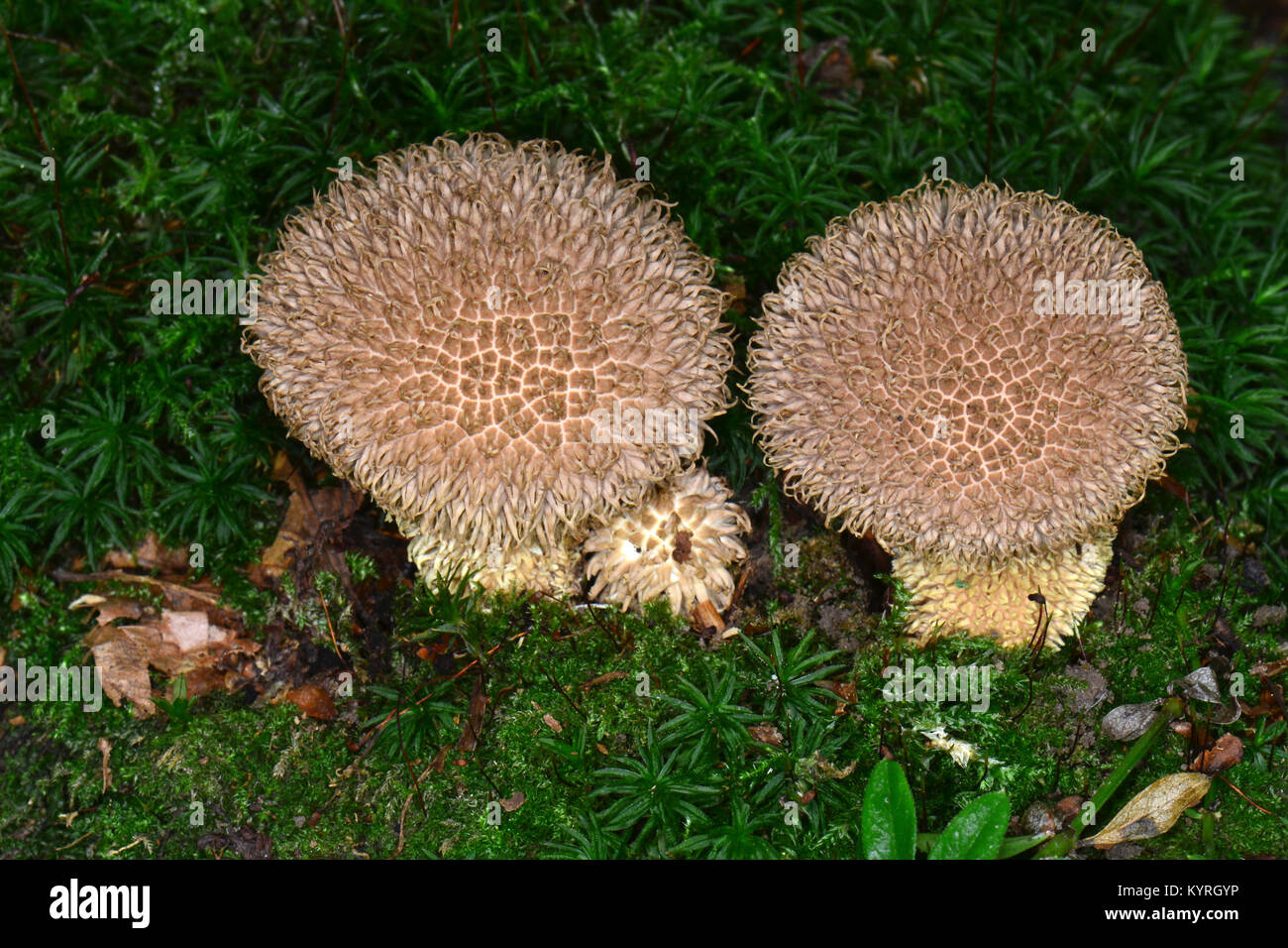 Echinatum hi-res stock photography and images - Alamy