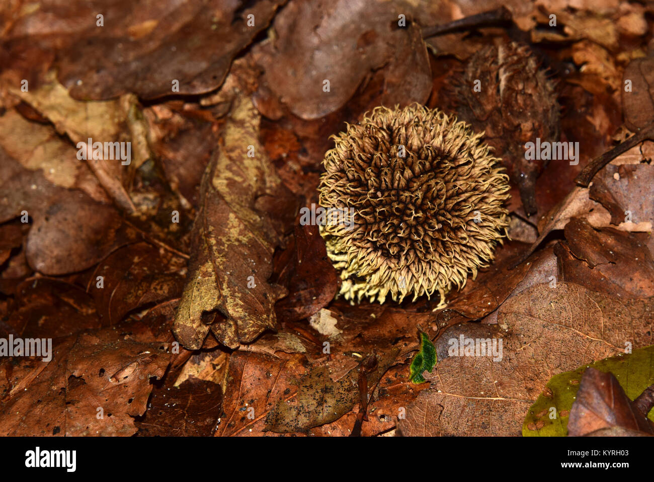 Spiny Puffball, Spring Puffball (Lycoperdon echinatum). Fruiting body ...