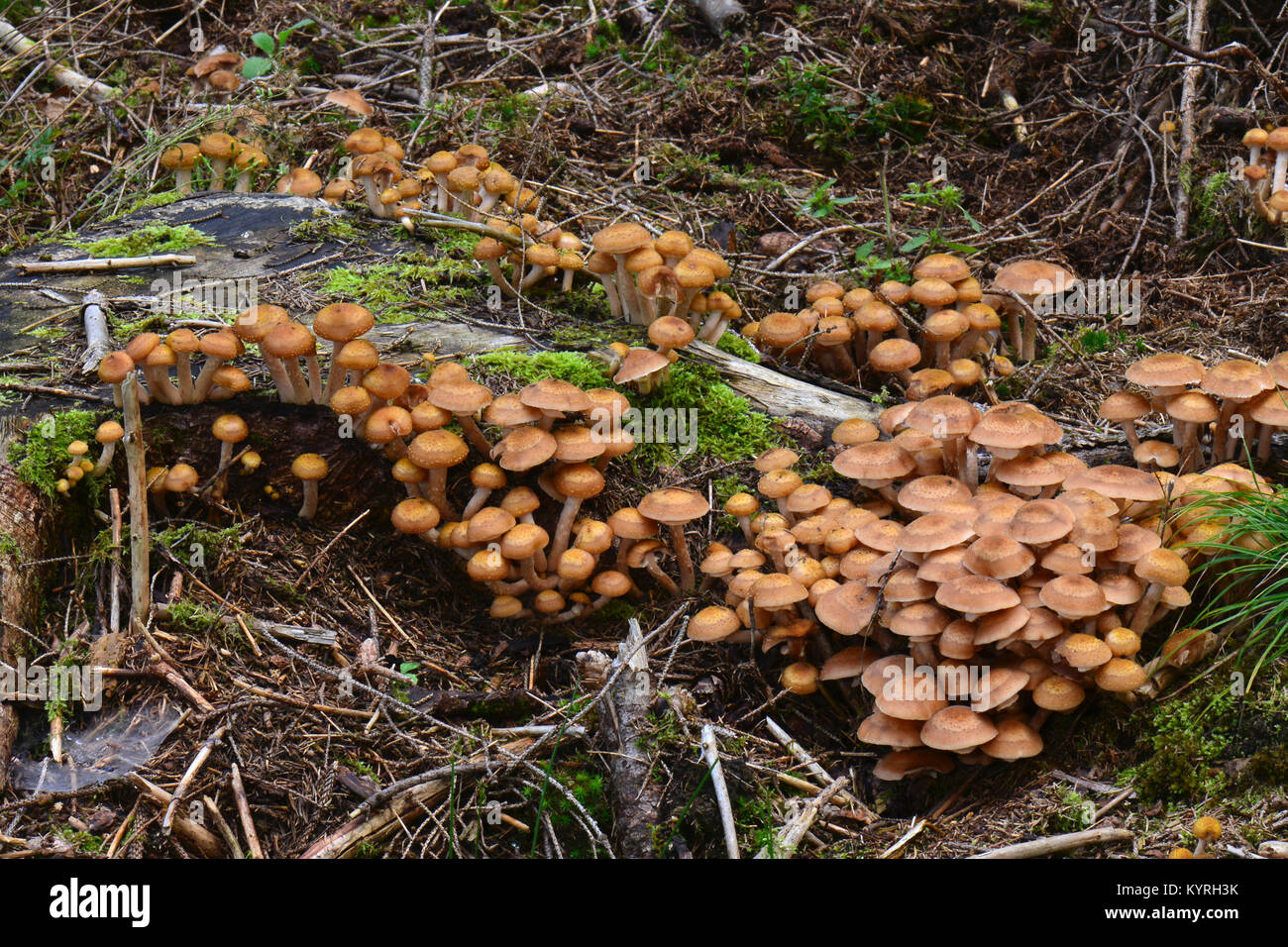 Honey Fungus, Bootlace Fungus (Armillaria mellea Stock Photo - Alamy