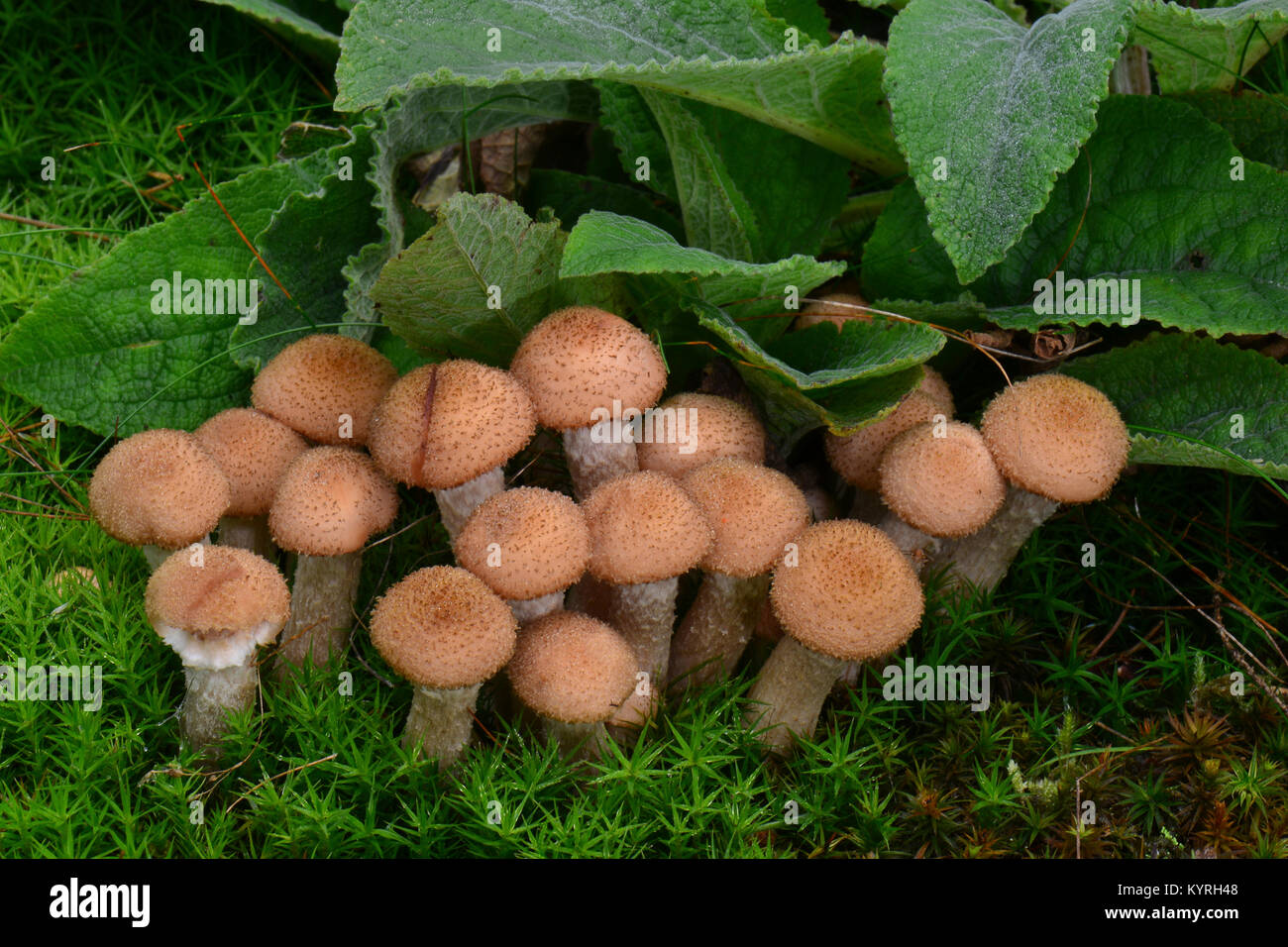 Armillaria mellea edible parasite hi-res stock photography and images ...