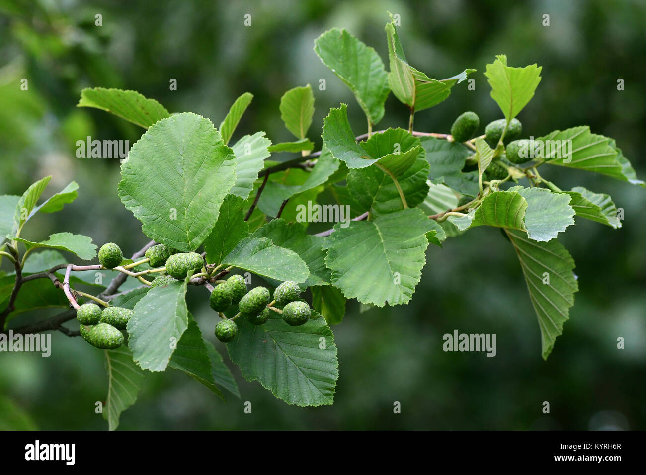 Leaves of alder tree hi-res stock photography and images - Alamy