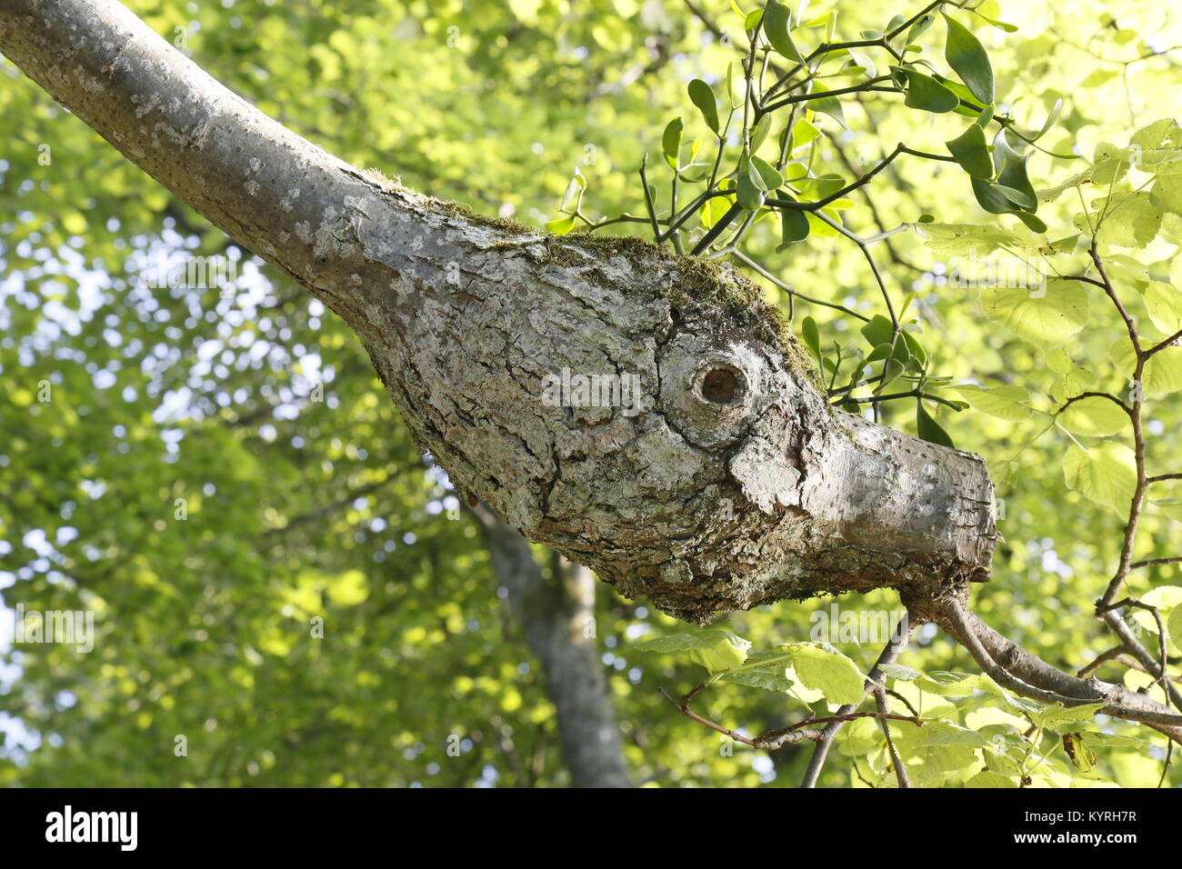 Branch looks like a bird's head Stock Photo - Alamy