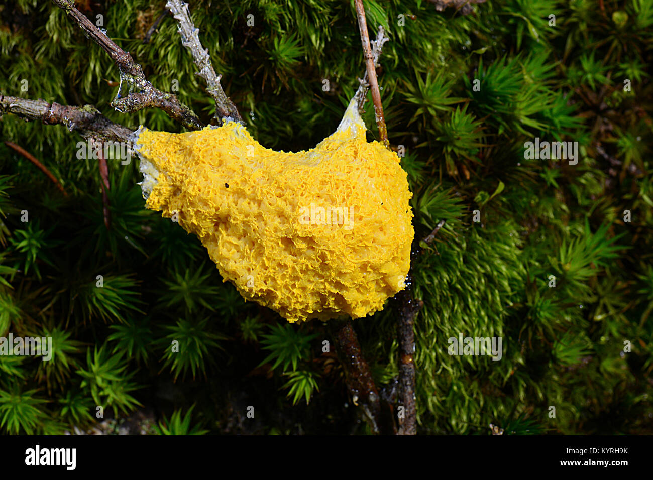 Dog Vomit Slime Mold (Fuligo septica) on a twig Stock Photo - Alamy
