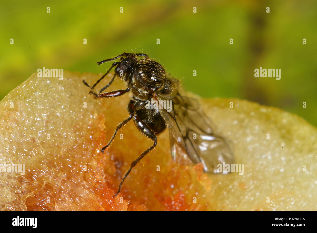Adult of Oak Leaf Cherry-gall Cynipid (Cynips quercusfolii) leaving Oak ...