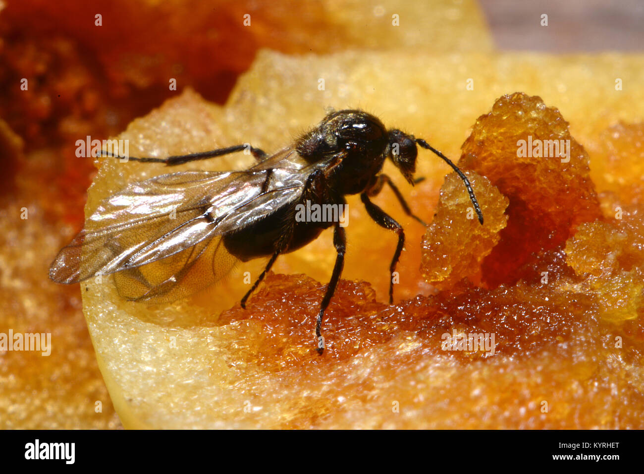 Nutgalls hi-res stock photography and images - Alamy