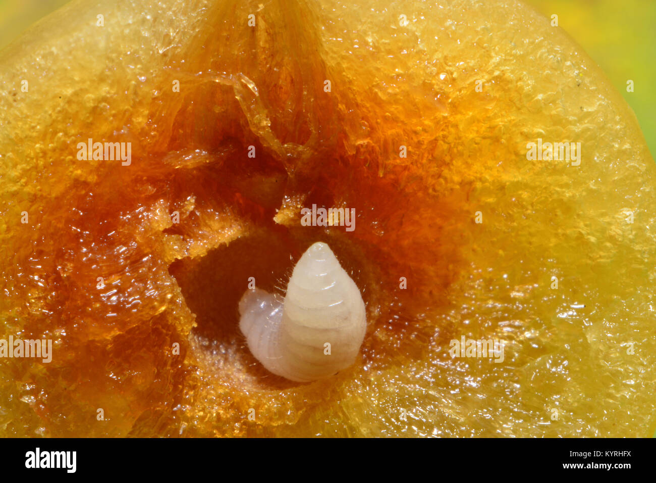 Oak Gall of Common Oak Gall Wasp opened with larvae of Oak Leaf Cherry ...