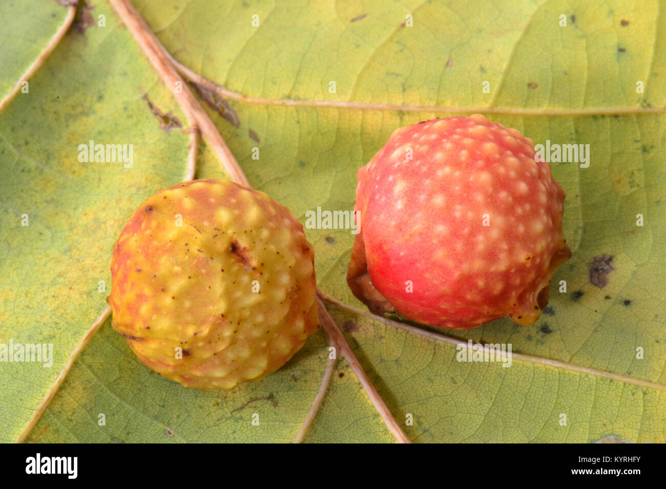Nutgalls hi-res stock photography and images - Alamy