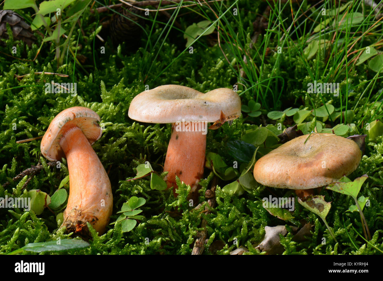 False Saffron Milkcap, orange Milkcap ( Lactarius deterrimus) , three ...